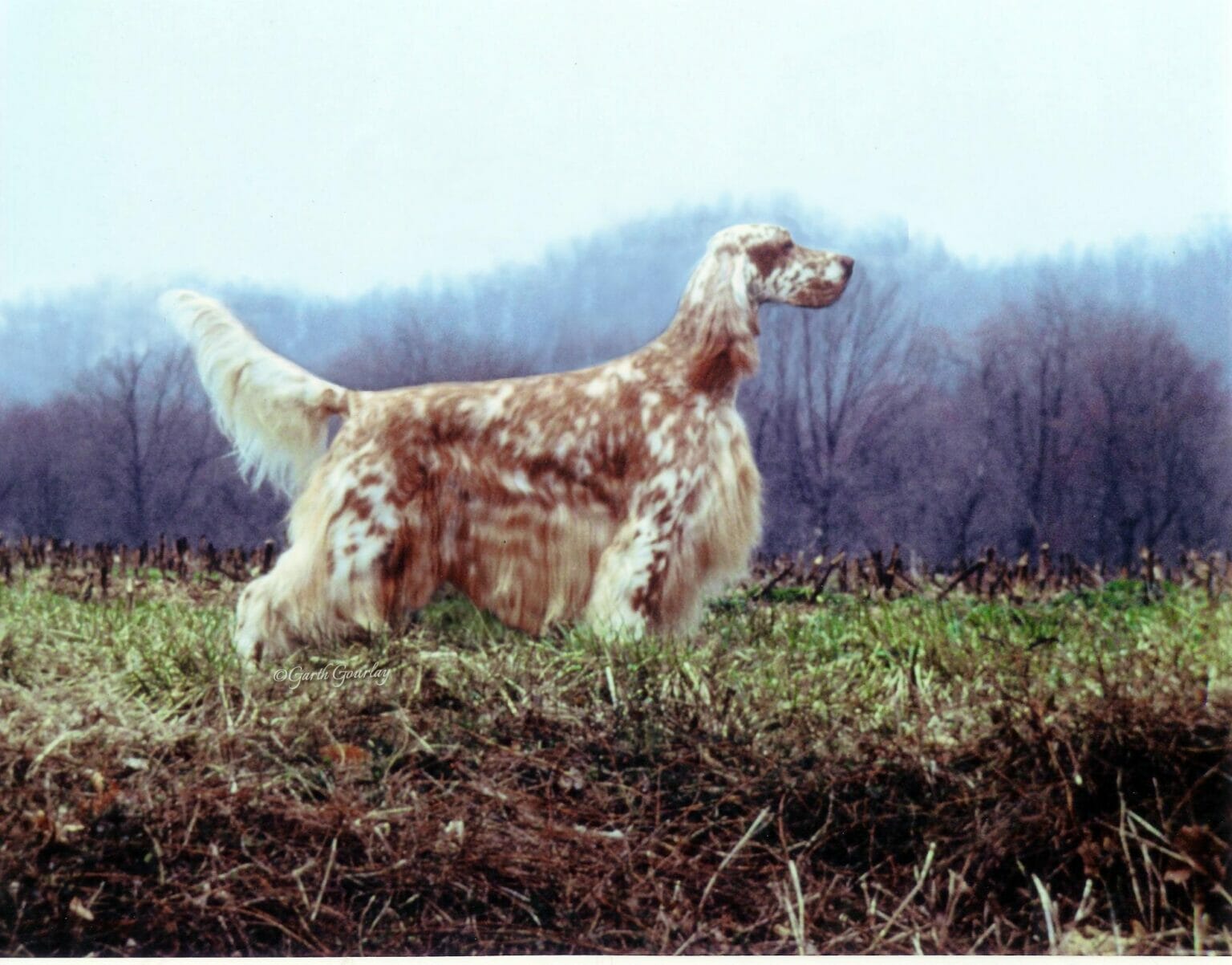 English Setter Breeder Directory – ESAA